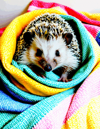 Are Hedgehogs A Rodent Myths And Facts You Should Know